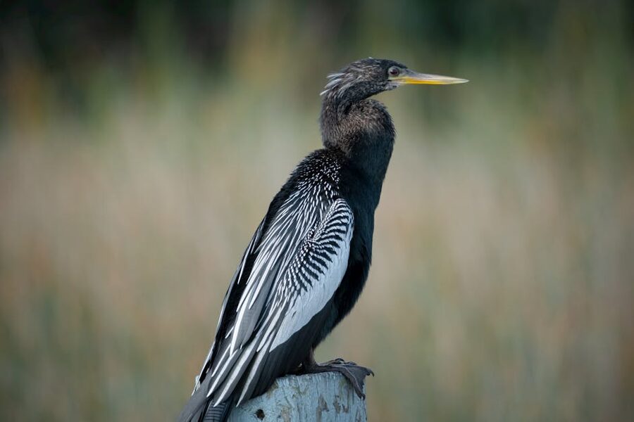 Anhinga bird perched over Florida water