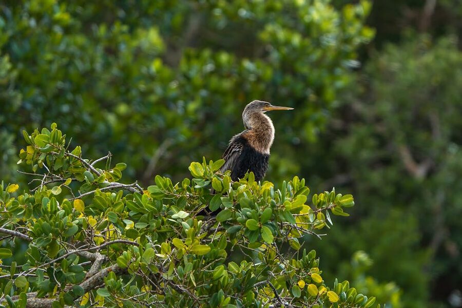Anhinga bird in a Bradenton Florida mangrove