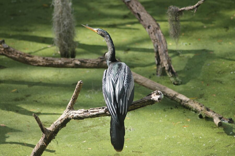 Anhinga in a Florida swamp drying its wings