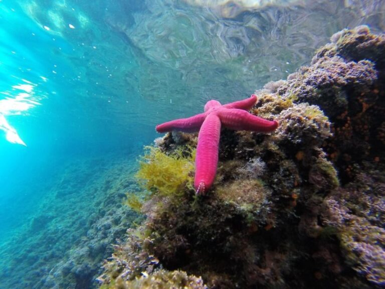Aperitivo on the boat during sunset time in Palinuro - Who Will Love This Tour?