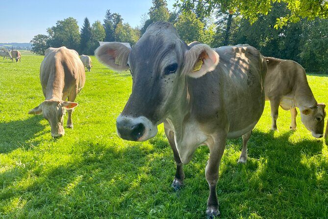 Appenzell Cow milking experience from Zurich with alpine scenery - Analyzing the Value
