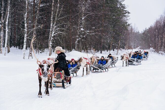 Apukka Reindeer Journey - Is it Worth the Price?