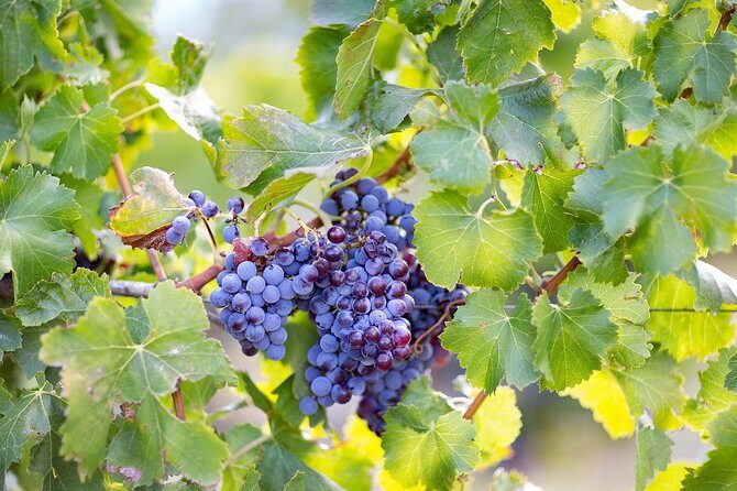 Archeology, visit to a vineyard and wine and pecorino cheese tasting - Practical Details and Tips