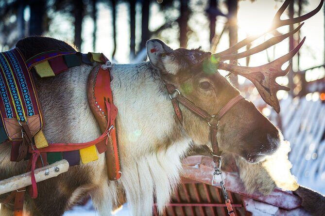 Arctic Animals Combo Safari, Reindeer and Husky Adventure - The Authenticity and Educational Value