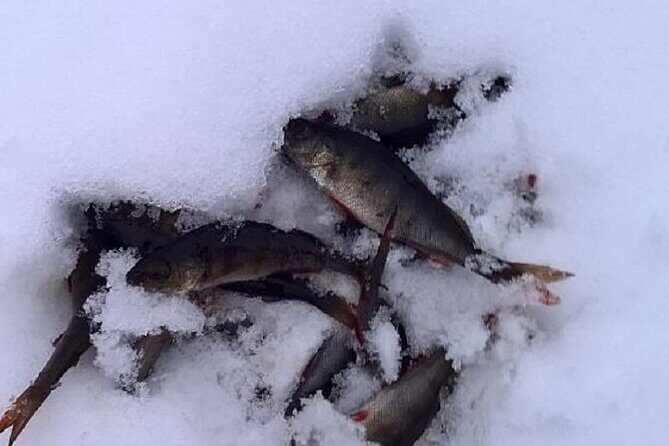 Arctic Day with Ice Fishing and Floating - Who Is This Tour Perfect For?