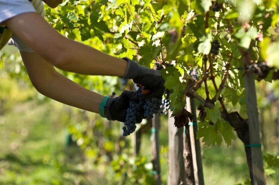 Arezzo: Val di Chiana Wine Tasting Experience - Who Should Consider This Tour?