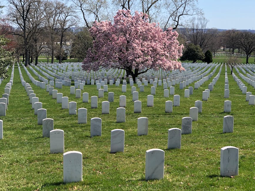 Arlington National Cemetery cherry blossoms in spring