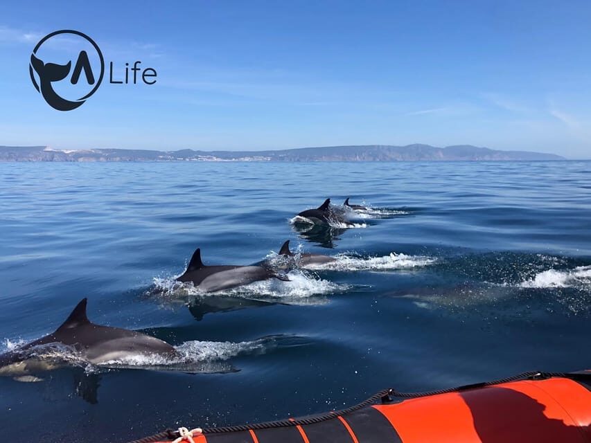 Arrábida - Sesimbra: Dolphin Watching - An In-Depth Look at the Dolphin Watching Tour