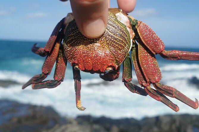 Arround Gran Canaria All Highlights Private Shore Excursion - The Experience and Practical Details