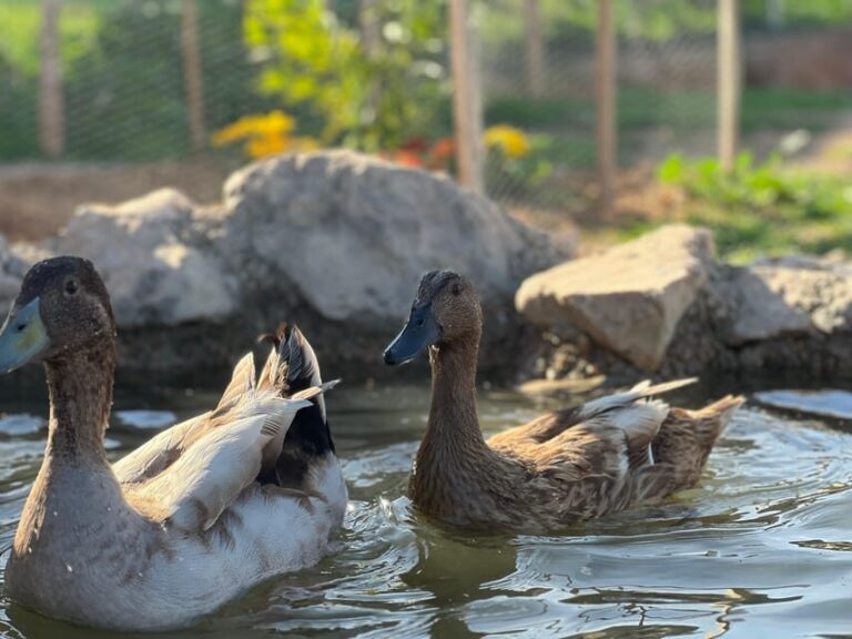 Astronomy Night in Finca Astronomica, Cartagena, Murcia - Extending the Experience: Overnight Options