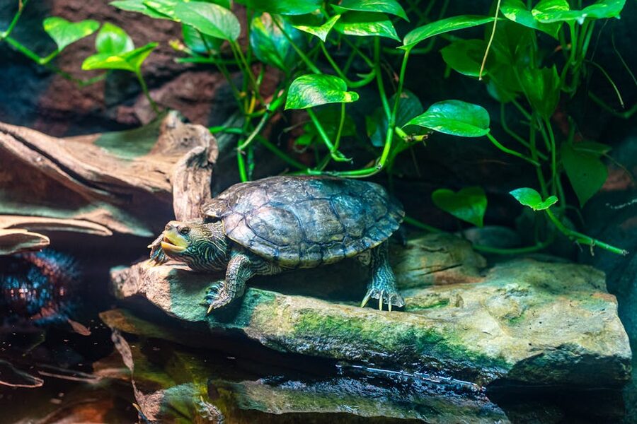 Freshwater turtle basking in the Georgia Aquarium habitat Atlanta