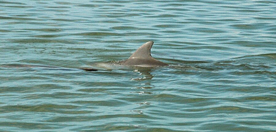 Atlantic bottlenose dolphin breaking the surface in Florida waters