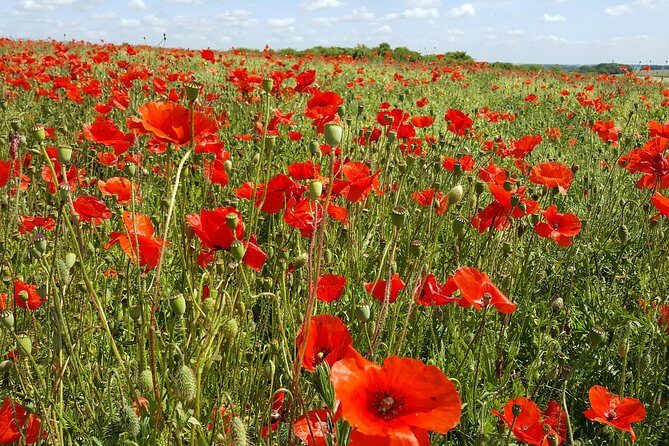 Australian Battlefields Private Tour in Fromelles and Flanders from Lille - Final Thoughts
