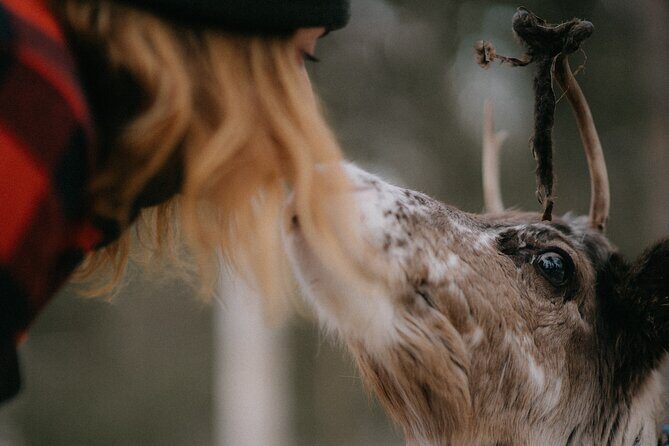 Authentic Reindeer Experience and Ice Fish with Lunch in the Wild - Who Will Love This Tour?