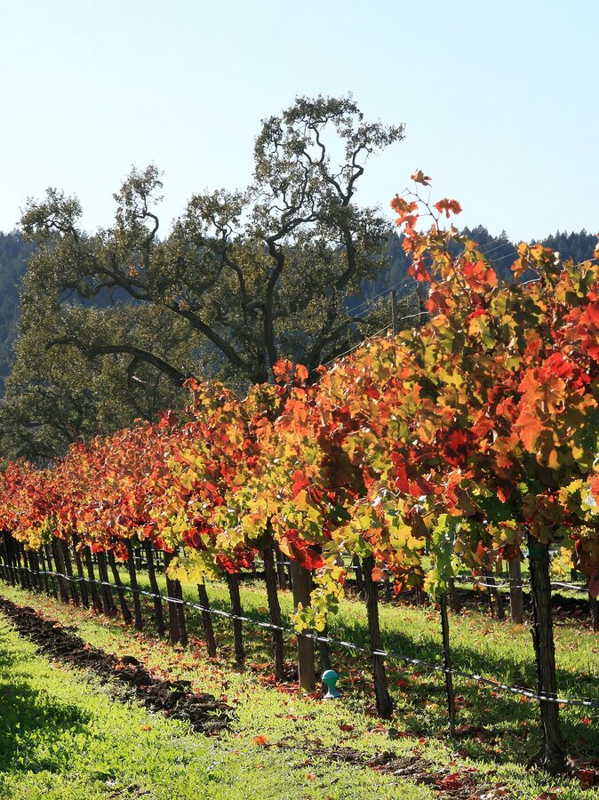 Autumn vineyard harvest in Napa Valley