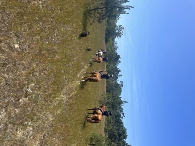 Aveiro: Horse Riding Experience with Instructor - Who Will Love This Tour?