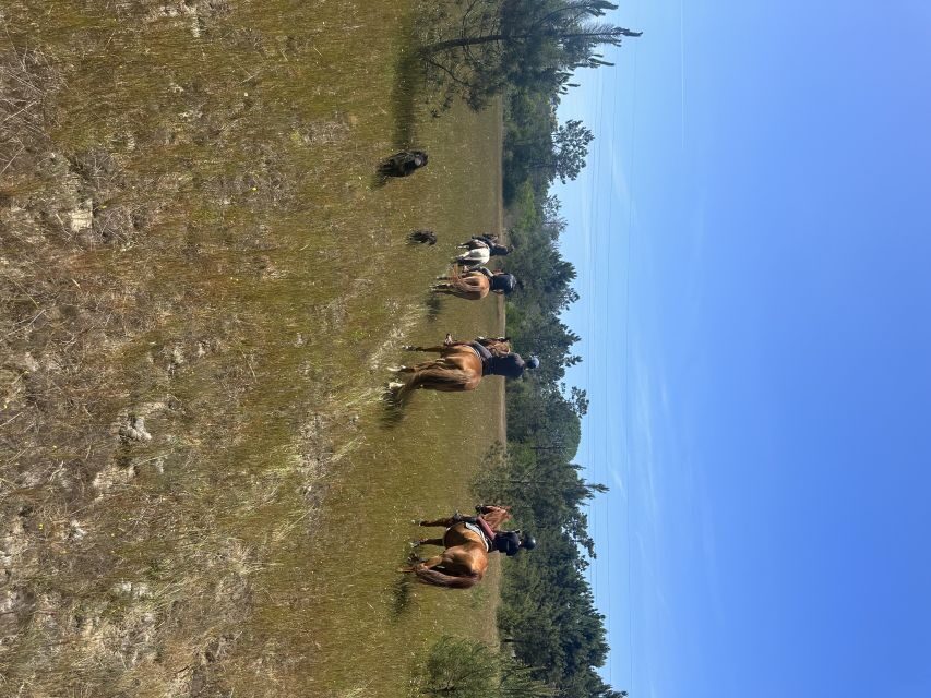 Aveiro: Horse Riding Experience with Instructor - Who Will Love This Tour?