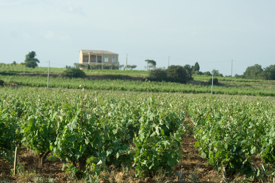 Chateauneuf-du-Pape vineyard near Avignon