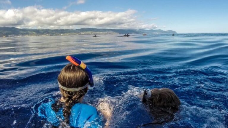 Azores: Swim with Dolphins Atlantic Experience - FAQs