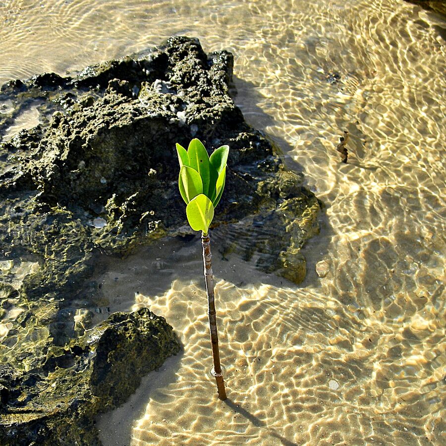 Baby red mangrove propagule growing in shallow water
