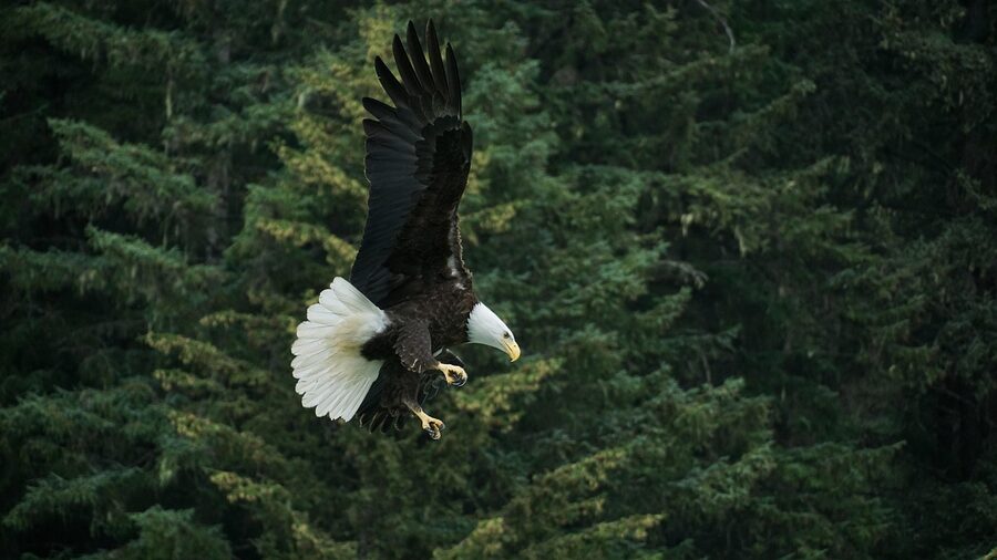 Bald eagle in Alaska wilderness
