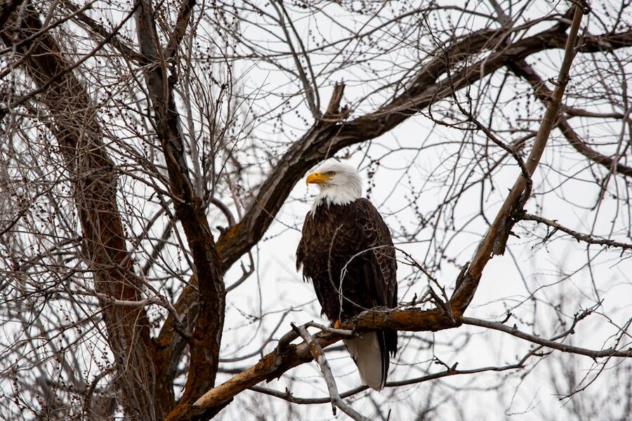 Bald eagle perched on a branch — the star wildlife sighting on the Verde Canyon Railroad
