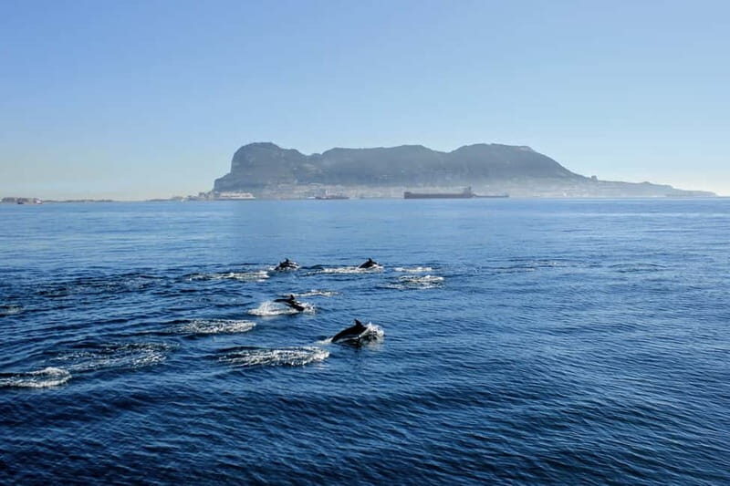 Bay of Gibraltar: Dolphin Cruise - Analyzing the Value: Price and Experience