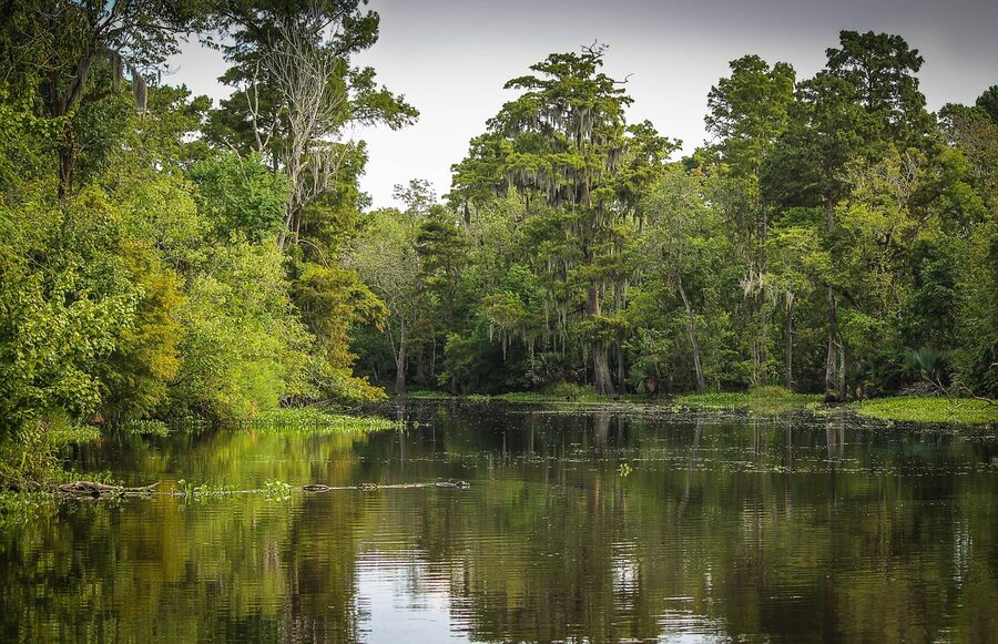 Louisiana swamp and marsh wetland creek with cypress trees