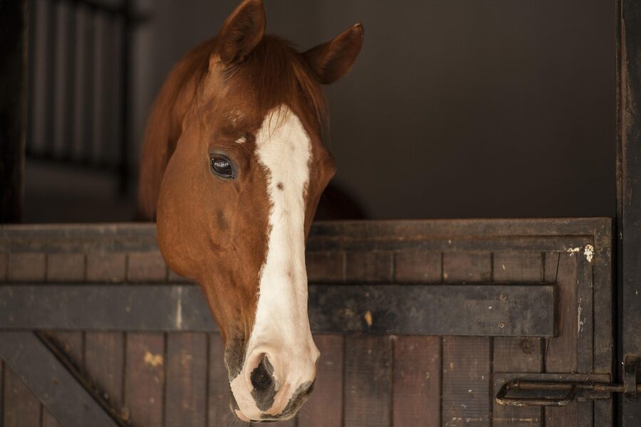Thoroughbred stallion standing at a farm barn