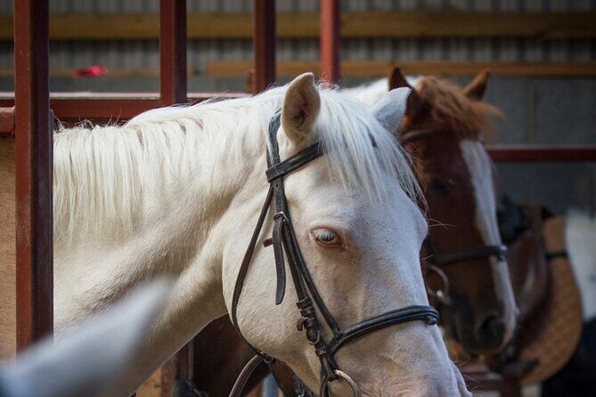 Beach & countryside horse riding outside Westport. Guided. 1 hour - The Horses and the Guides