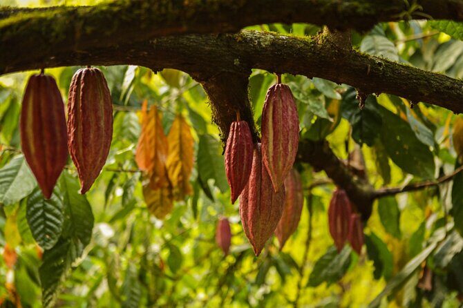 Bean to Bar Chocolate Mini Tasting in Bonn - Why This Tour Offers Great Value