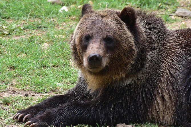 Bear Sanctuary and Dracula's Castle, 1-day Private Tour - Authentic Experiences and Guides