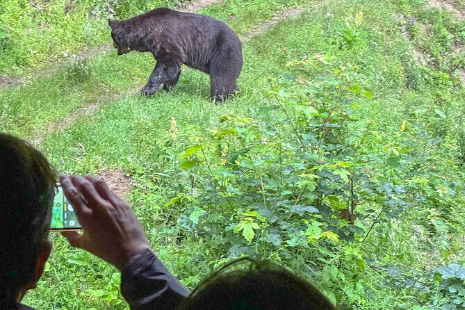 Bear Watching In Brasov: Observe Wild Bears From A Hideout (100%) - The Value of This Tour