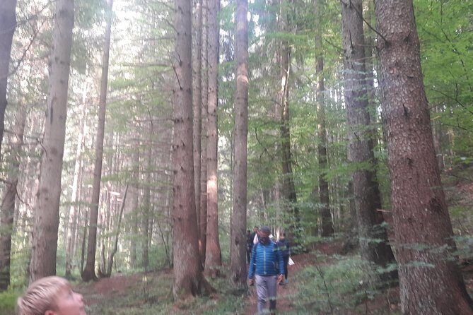 Bear Watching in The Wild from Brasov (100 %) - The Sum Up