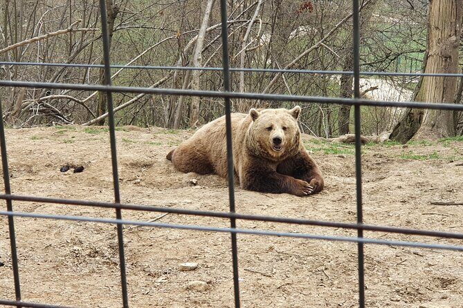 Bears Sanctuary, Dracula's Castle, Brasov Day Trip Private Tour from Bucharest - Practical Details and Tips