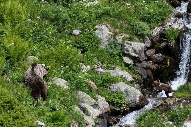 Bearwatching Hiking Day Tour in High Tatras from Poprad - The Sum Up