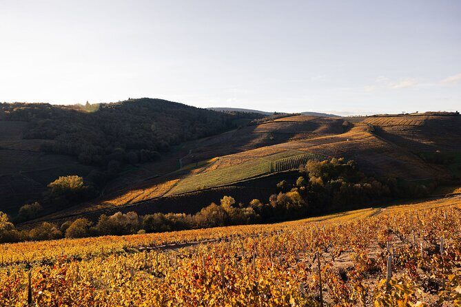 Beaujolais and Burgundy Private Winter Wine Day Tour From Lyon - Pricing and Value