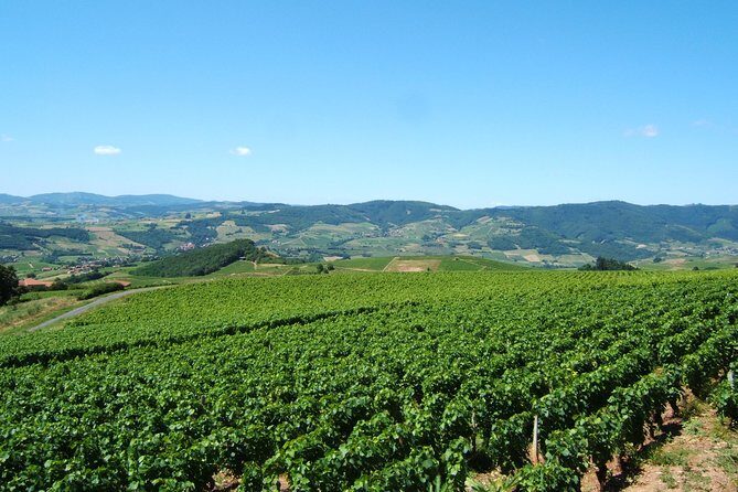 Beaujolais Wine Discovery - Half Day - Small group tour from Lyon - Transportation and Group Size