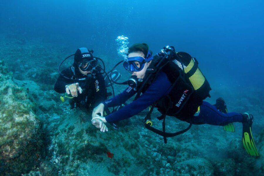 Beginner Scuba Dive with Scubapoint Tenerife in Turtle Area - What to Expect on the Tour