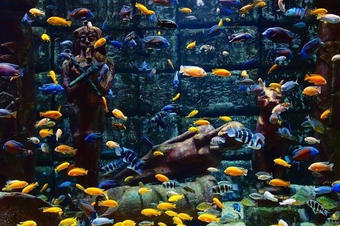 Belek: Antalya Aquarium Ticket With Optional Transfer - The Sum Up: Is It Worth It?
