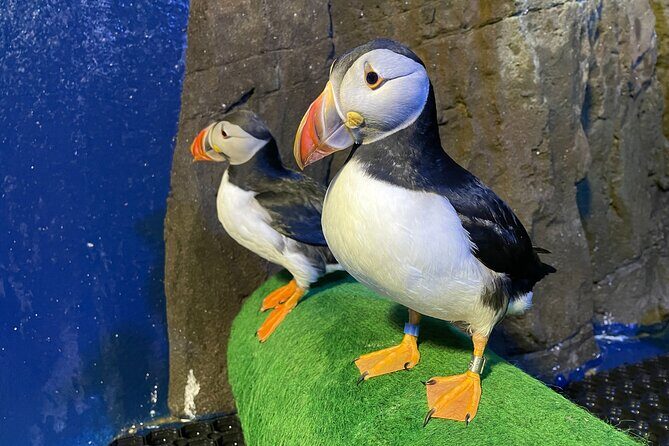 Beluga and Puffin Sanctuary Visitor Centre with Aquarium - The Experience: What You Can Expect