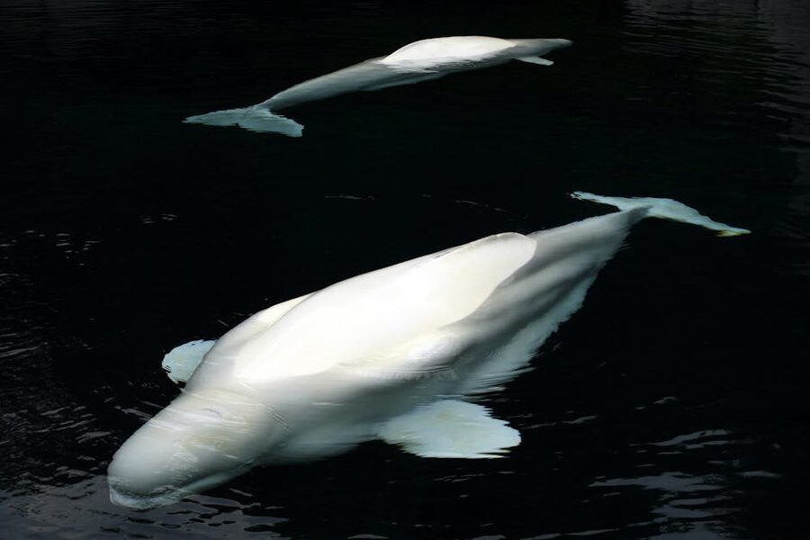 Two beluga whales swimming in an aquarium tank
