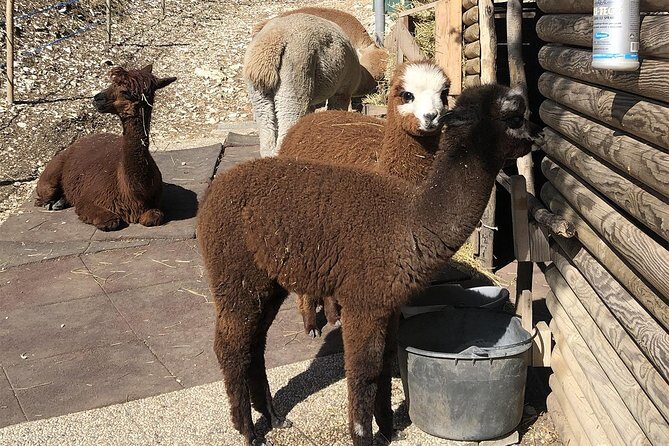 Between heaven and earth: Sanctuary of Madonna della Corona - The Lunch: Authentic Flavors in a Picturesque Setting