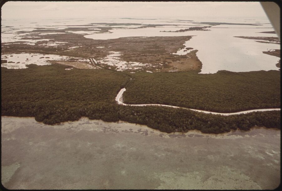 Dense stand of mangroves near Big Pine Key, Florida Keys
