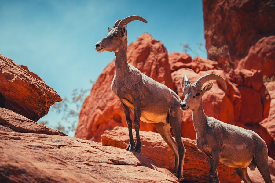 Desert bighorn sheep standing on red rock formations near Moapa Valley Nevada