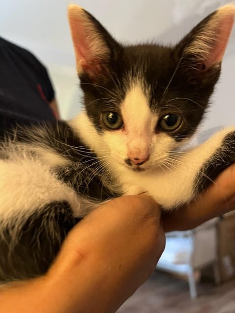 Bilbao: 1 Hour Entry Ticket to a Cat Café - The Practical Side: Booking, Pricing, and Logistics