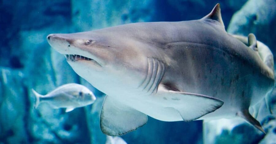 Bioparc Aquarium of Gijon Entry Ticket - An In-Depth Look at the Gijon Aquarium Experience