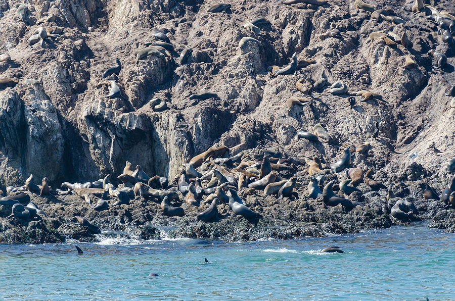 Bird Rock along the 17-Mile Drive in Monterey