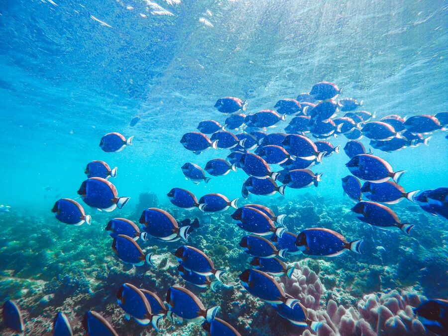 School of blue tang fish swimming above coral reef underwater