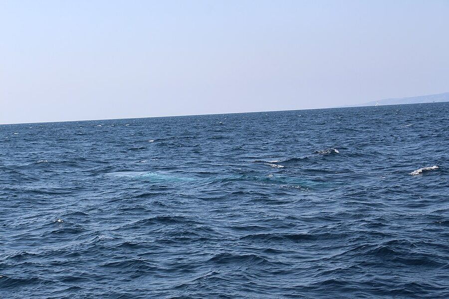 Blue whale surfacing in Pacific Ocean